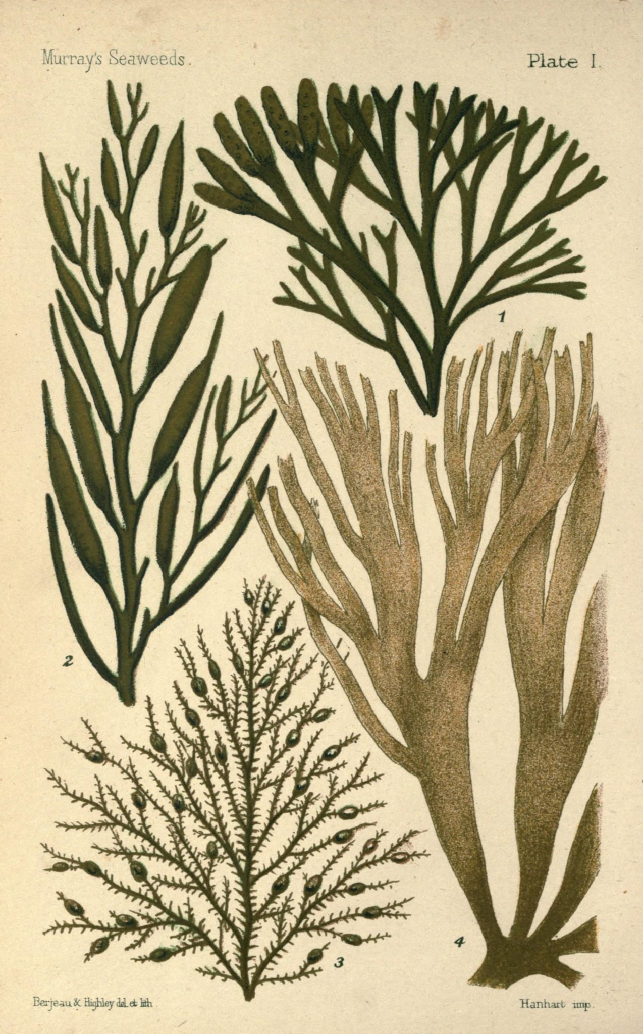 From the Vault: Seaweed Intrigue - Herreshoff Marine Museum